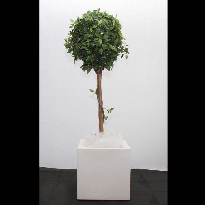 Topiary Ball Tree | Harrisons HireMaster Wanganui